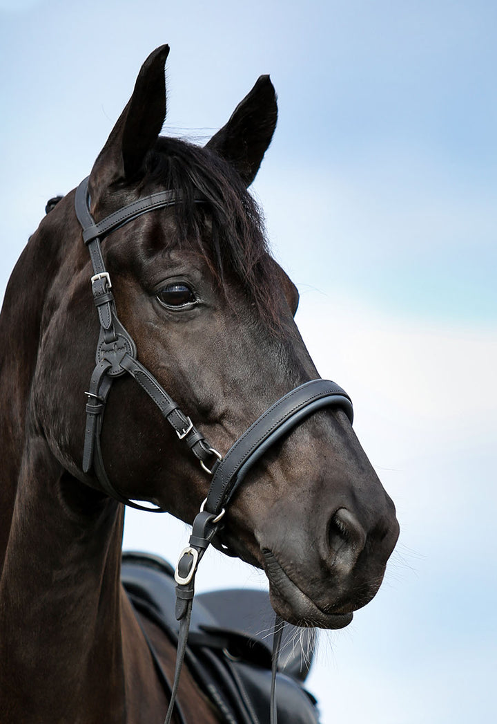 Bitless/Bitted Bridles - 2 in 1 – Barefoot Saddles Australia