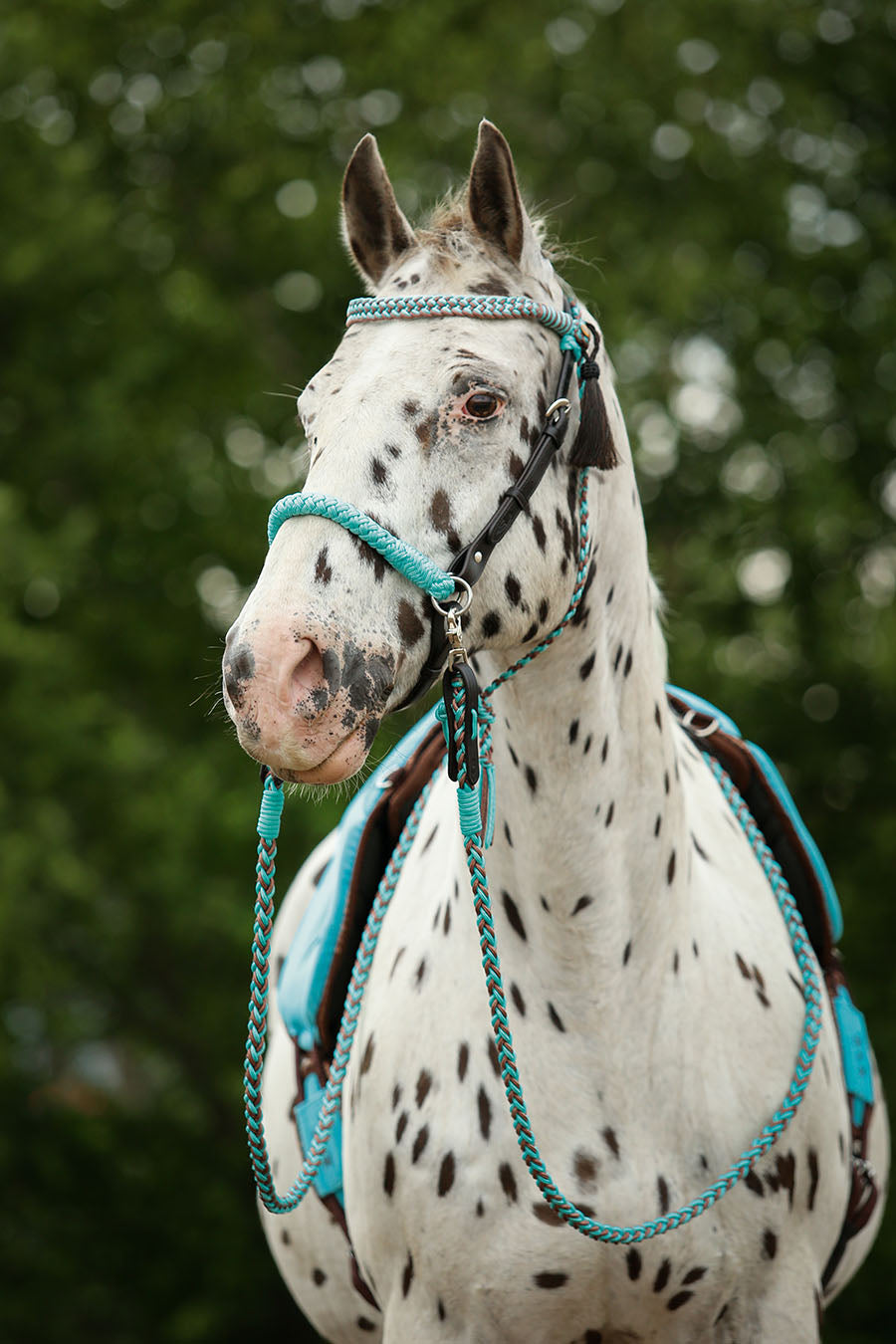 'Amber' Bitless or Bitted Bridle – Barefoot Saddles Australia
