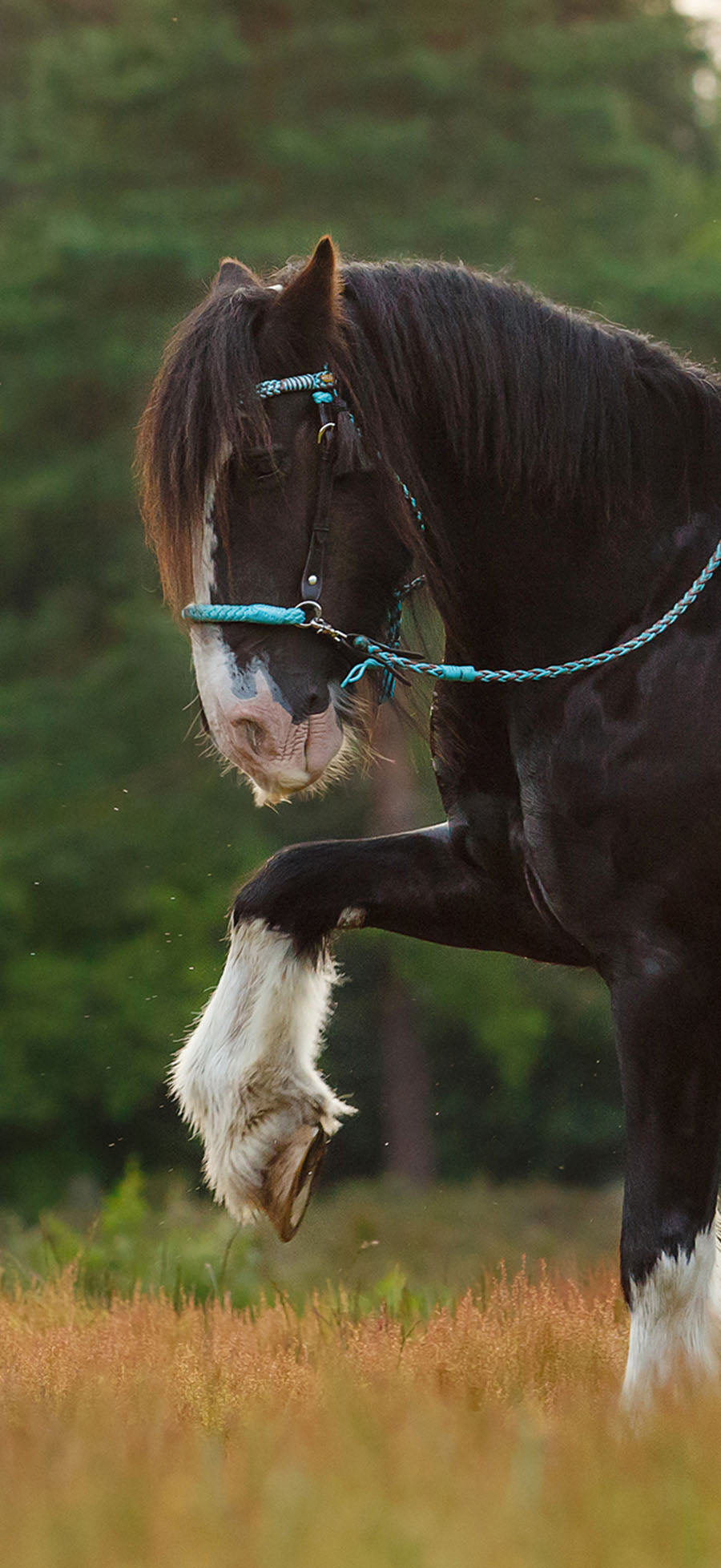 'Amber' Bitless or Bitted Bridle – Barefoot Saddles Australia