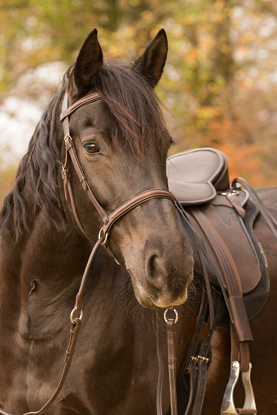 Bitless Bridle 'Walnut' – Barefoot Saddles Australia